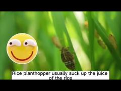 30% Thiamethoxam Kill All Aphid For Green House Agricultural Pesticide SC