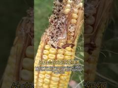 このシステム的な液体農薬で農作物を防ぎましょう