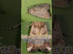 クロスフィア野菜 スポドプテラ エクシグア スポドプテラ リトゥラ 生物農薬 植物殺虫剤