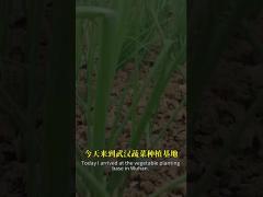 Biologische landbouwproducten Insecticide Biopesticidenproducenten voor duurzame en natuurlijke bestrijding van plagen
