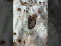 High Quality Mappa Burl Veneer Sheet For Furniture Decoration
