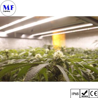 China Full Spectrum IP65 LED Grow Light Waterproof High Efficiency Grow Plant Bar Lamp 250W-1000W for sale