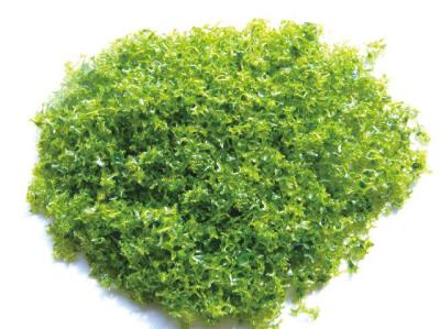 China Tree powder for model tree are tree sponge ,tree foliage spongeT-2002 for sale