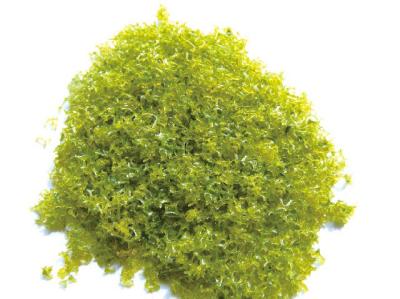 China Tree powder for model tree are tree sponge ,tree foliage spongeT-2004 for sale