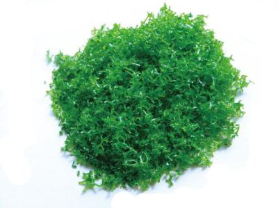 China Tree powder for model tree are tree sponge ,tree foliage spongeT-2006 for sale