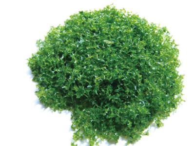 China Tree powder for model tree are tree sponge ,tree foliage spongeT-2009 for sale