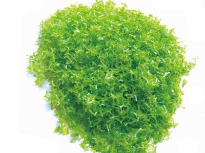 China Tree powder for model tree are tree sponge ,tree foliage spongeT-2010 for sale