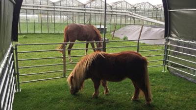 China Livestock Tent, Raising Tent for sale