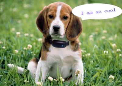 China GPS pet tracker with dog collar for cat, bird, dogs, animals with mobile monitoring for sale