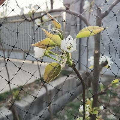 Cina Rete anti piccioni a maglia di 2 cm per proteggere i frutti di bosco nel tuo campo di riso e giardino in vendita