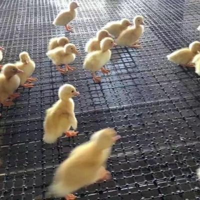 Cina 40-40kn PP Biassiale Geogrid di plastica per la costruzione stradale e il rinforzo delle fondamenta in vendita