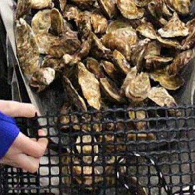 Cina Griglia di plastica biassiale in PP 50/50kn Perfetta per il rinforzo del suolo nella costruzione stradale in vendita