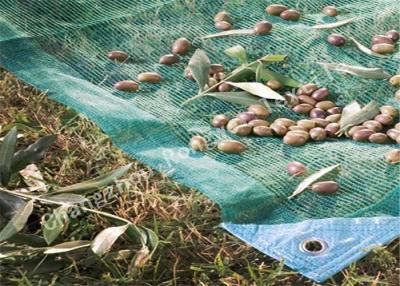 Cina Frutta di agricoltura/reti verde oliva/che raccolgono del raccolto rete per il reticolato di protezione dell'albero da frutto in vendita