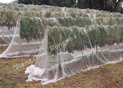 Cina rete dell'Anti-uccello della maglia di esagono di 45gsm 10mm per l'uva/reticolato tessuto resistente del giardino in vendita
