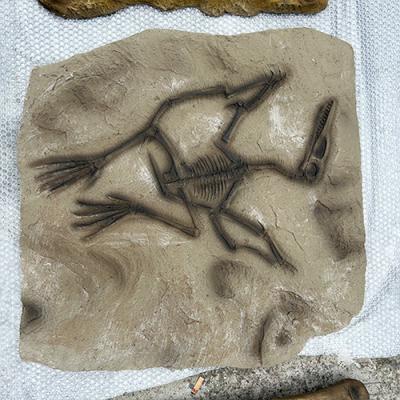 China Natural History Museum Dinosaur Specimen Exhibition Fossil Bone Replica for sale