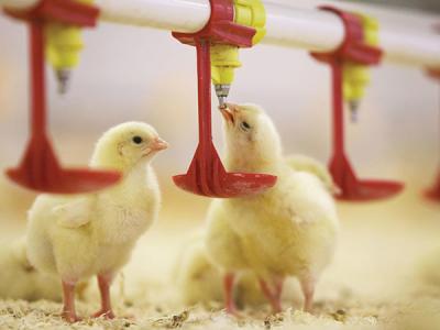 China Automatic Poultry Farm Equipment Chicken Drinking System for Broiler Farm for sale