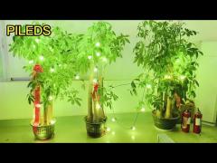 LED Christmas Light