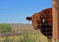 China 5 6 7 8ft Knot Field Fence for sale