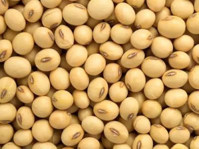 China Gmo Dried Soy Beans ,SoyaBeans, Organic SoyBeans for sale