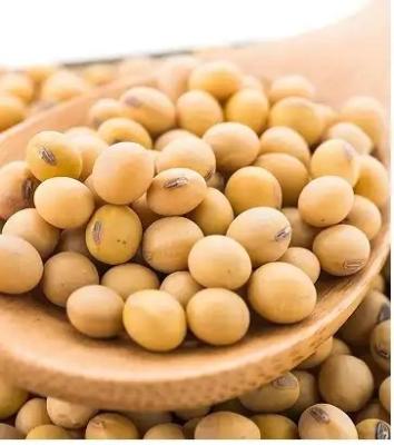 China NON-GMO SoyaBeans Seeds for sale