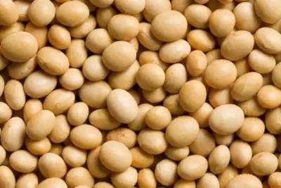 China NON-GMO SoyaBeans Seeds for sale
