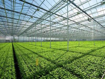 China Tempered Vegetable Plants Growing Greenhouse for sale