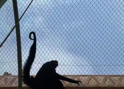 China 17mm*17mm 7*19 Stainless Steel Cable Mesh Aviary Rope Netting with No Surface Treatment for sale