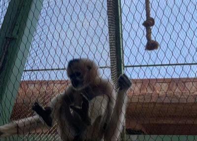 China Stainless Steel Framed Rope Woven Mesh  For Zoo Mesh Animals Protection for sale