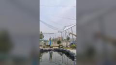 Stainless steel wire cable mesh for bird