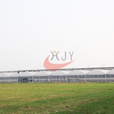 China Agriculture Plastic Large Multi Span Greenhouse for Sale Plastic Film Multi-Span Greenhouses for sale