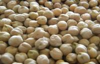 China Capacity 2TPH X Ray Inspection Machine For Bulk Chick Peas Sorting for sale