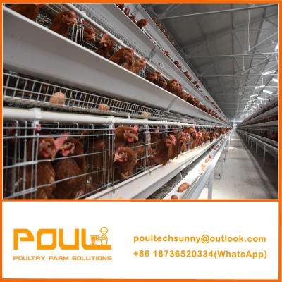 China Automatic Layer Chicken Cages System for Poultry Farm with Low Price for sale