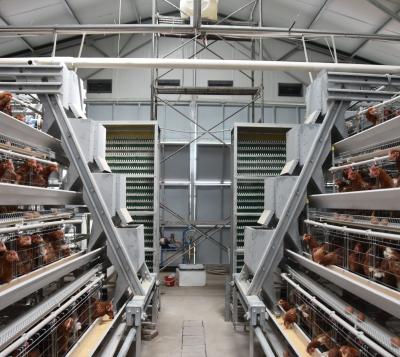 China Automatic A frame Layer Chicken Cages System for Poultry Farm for sale