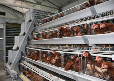 China Chicken Cage Hot High Quality Automatic Poultry Bird Equipment for Layer Chicken for sale
