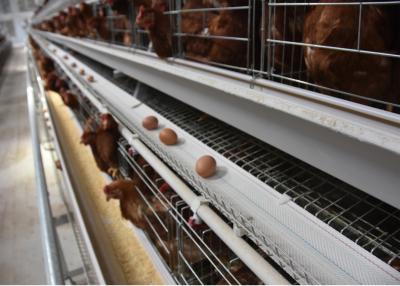 China Low Price Layer Chicken Cage with Full Set Automatic Poultry Equipments A Type Cage for sale