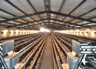 China Chicken Egg Layer/Pullet Battery Automatic A Type Automatic Cages for sale