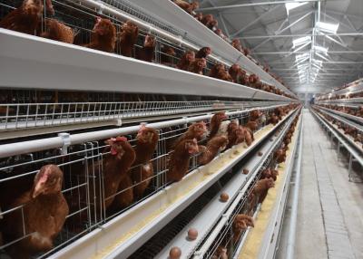 China Chicken Battery Cages in Superior Quality with Factory Outlet Price Poultry Farm equipment system for sale