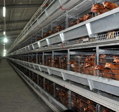 China Poultry Equipment Chicken Layer Cage Hot Galvanized International Standard Equipment for sale