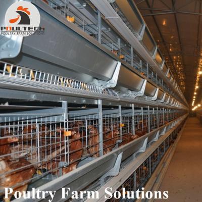 China Layer (Egg) Chiken Cage Equipment Prepare for Morden Automatic Poultry Farm for sale