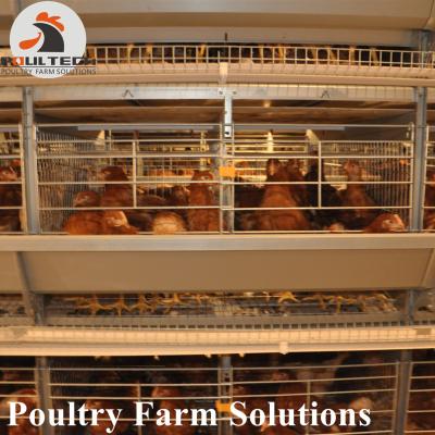 China Chicken Cage Direct Factory Stable Poultry Broiler Bird Chicken Cage for Whole Sales for sale