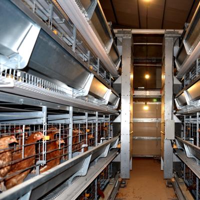 China Chicken Cage Hot Selling Automatic Poultry Farm Battery Chicken Cage for Sale for sale
