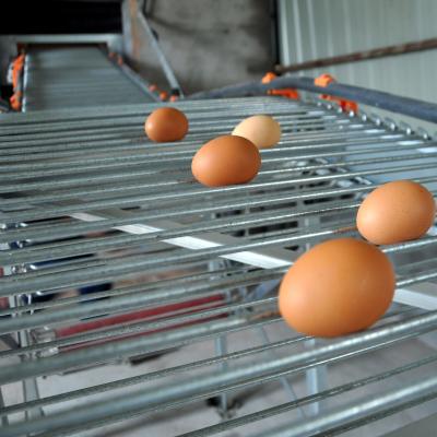 China Hot Galvanized cage High Quality Automatic Poultry Bird Cages for Layer Chicken for sale