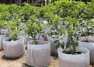 Cina Fabbrica di tessuti non tessuti agricoli PP / SMS, larghezza personalizzata, GSM, colore in vendita