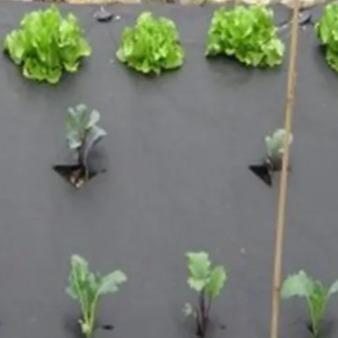 China High Tensible , Durable PP Spunbond Nonwoven for Agricultural Textile for sale