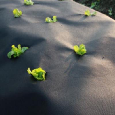 China Protector agrícola de alta resistencia no tejido: antienvejecimiento, resistente a los desgarros para cultivo de cultivos en venta