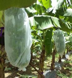China Weed Control Agriculture PP Nonwoven for Planting Customize Weight Color Width Length for sale