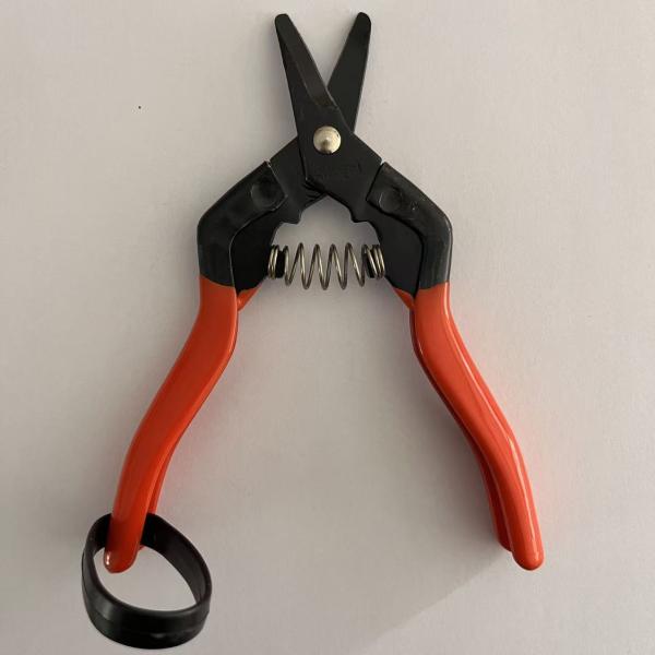 Quality 155mm Length Garden Scissors with Ergonomic Handle and Heat Treatment Process for Fruit Pick Up for sale