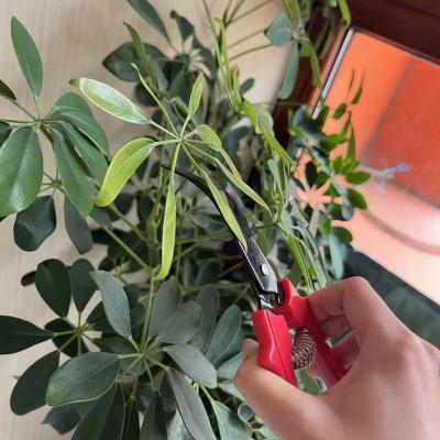 China Black Blade Fruit Harvesting Shears Garden Tools Ideal for Professional Gardeners and Fruit Growers Seeking Cutting Tools for sale