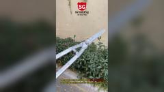 260120-1 hedge shear SG