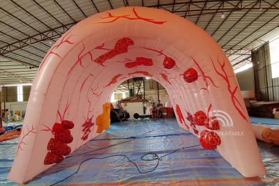 中国 注文の巨大で膨脹可能な肺医学のでき事の主題の広告の人間の臓器の大きいコロンの管モデル 販売のため